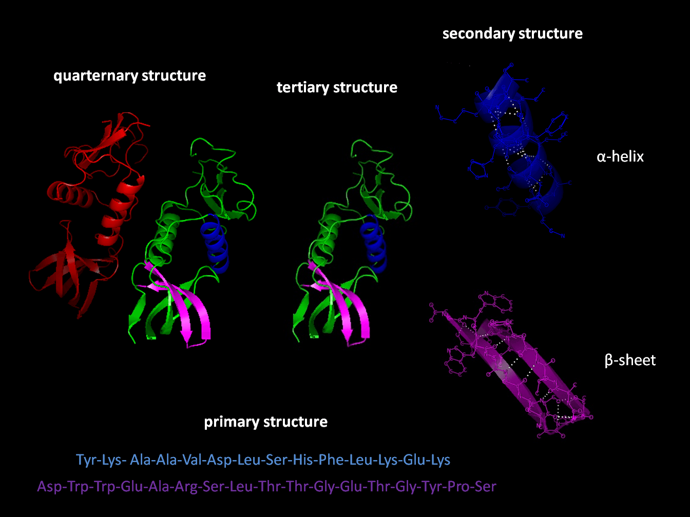 How Ribosome Structure Influences Protein Folding | RathBiotaClan