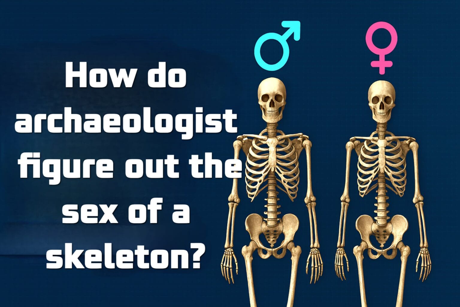 How archaeologists determine the sex of skeletons | RathBiotaClan