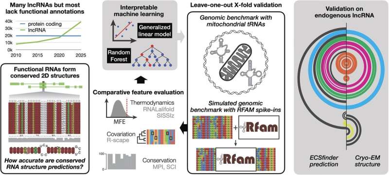 AI-Powered Tool Predicts RNA Structures in the Dark Genome | RathBiotaClan