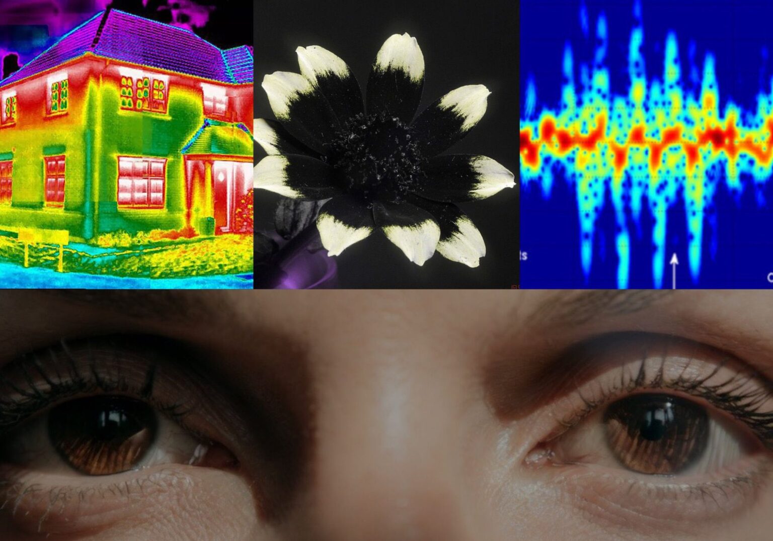 Neuralink Blindsight: Restoring Vision via the Brain (2026)